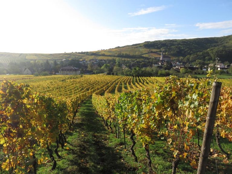 Visite guidée Route des Vins d'Alsace et escapade gourmande
